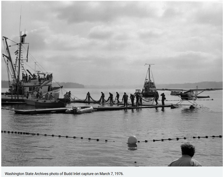 Reflecting on the legacy of the last orca capture in Washington state ...